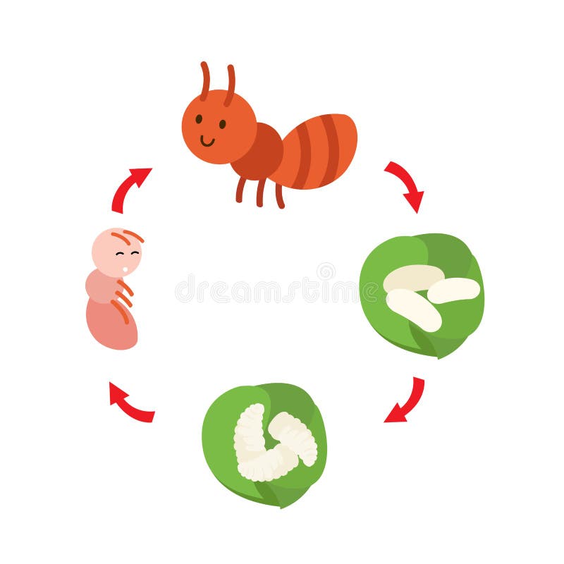 Illustration Life Cycle Ant Stock Vector - Illustration of nest, white ...