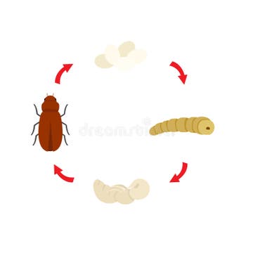 Mealworm Beetle Life Cycle Stock Illustrations – 1 Mealworm Beetle Life ...