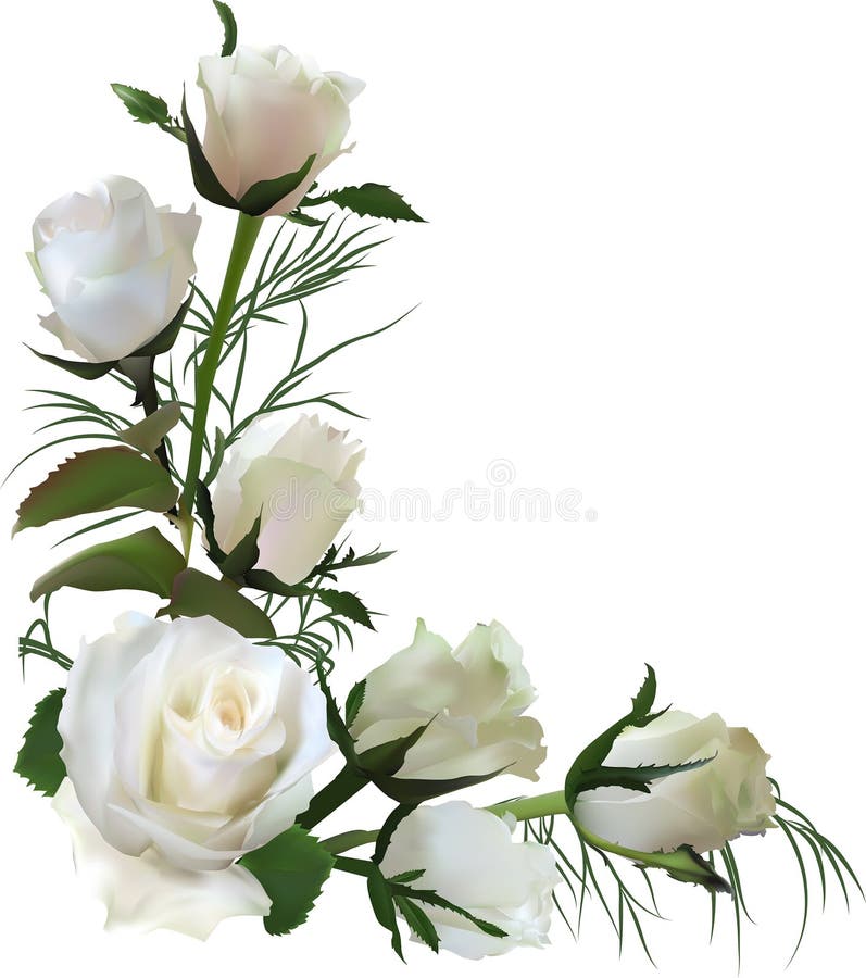 Seven Roses Isolated White Stock Illustrations – 43 Seven Roses ...