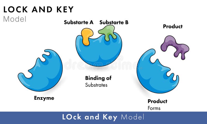 Enzymes Lock And Key Animation How Enzymes Work YouTube