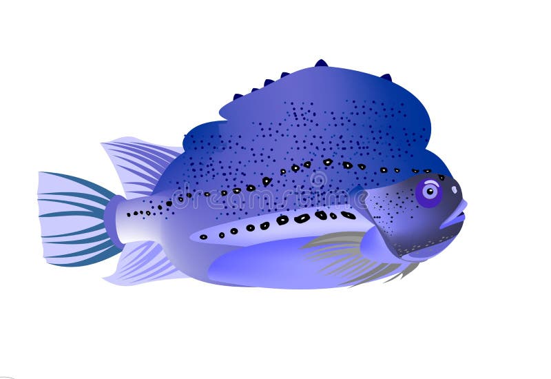 Illustration of a Lumpsucker or Lumpfish, Cyclopterus Lumpus Stock ...