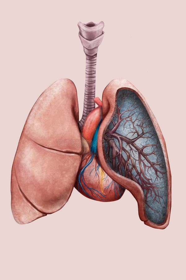 Lungs of a smoker stock illustration. Illustration of organ - 48362331