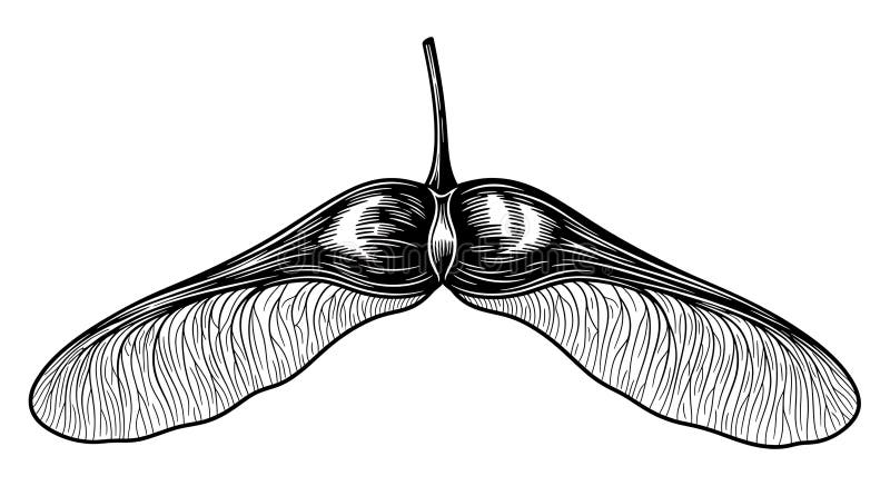 Maple Seed Wing Stock Illustrations – 92 Maple Seed Wing Stock ...