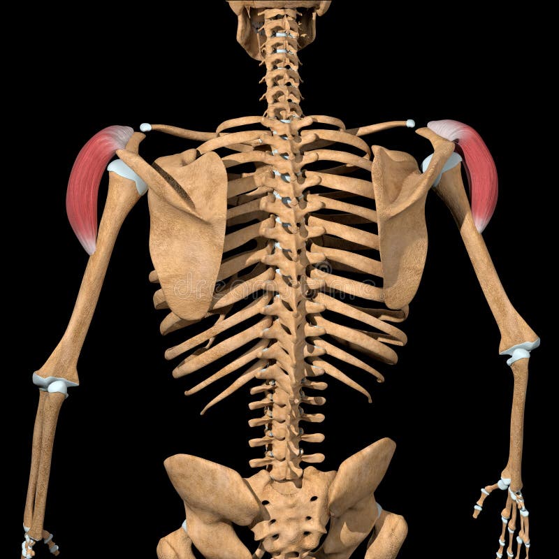 Illustration of the Medial Head of Deltoid Muscles Back View Stock ...
