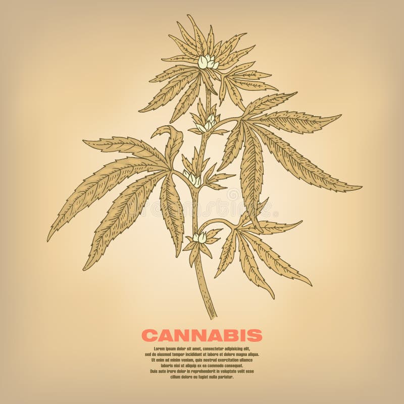 Illustration of Medical Herbs Cannabis. Stock Vector - Illustration of ...