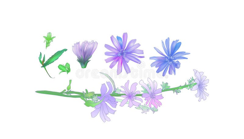 Illustration of Medicinal Herbs Chicory. Chicory Plant and Chicory Root ...