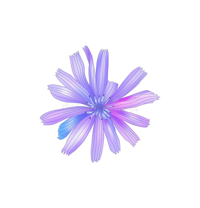 Illustration of Medicinal Herbs Chicory. Chicory Plant and Chicory Root ...