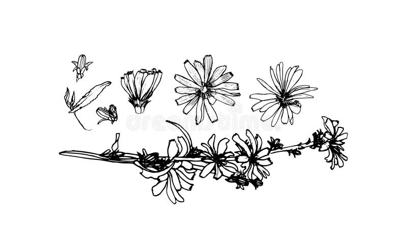 Illustration of Medicinal Herbs Chicory. Chicory Plant and Chicory Root ...