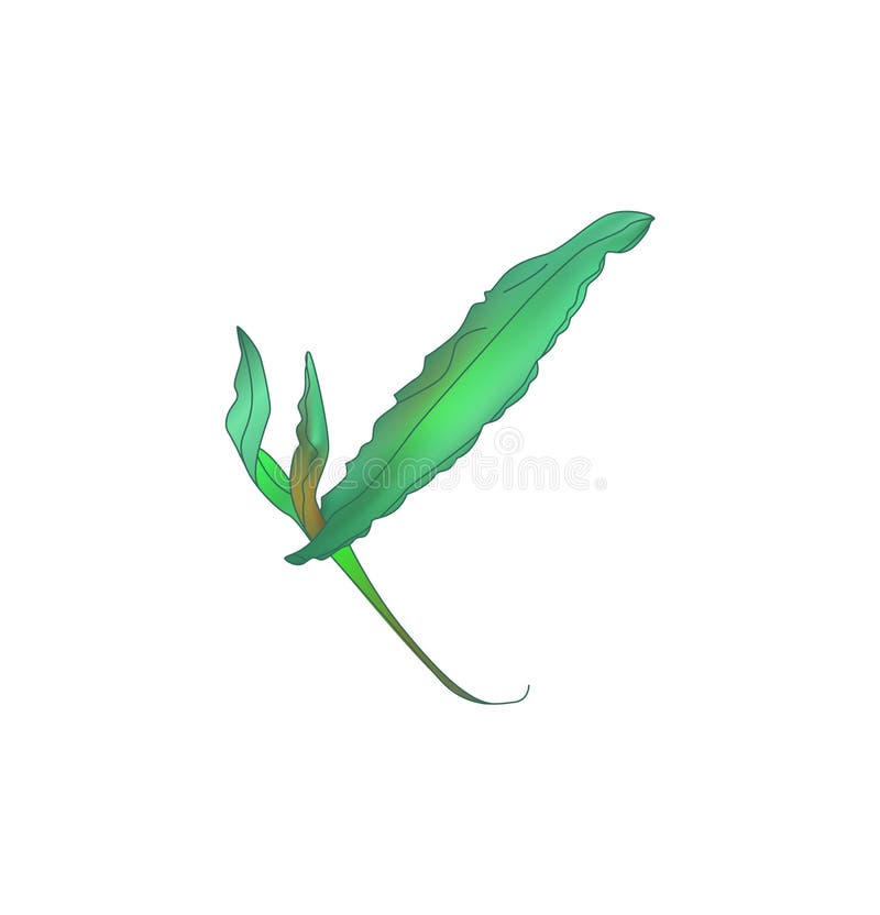 Illustration of Medicinal Herbs Chicory. Chicory Plant and Chicory Root ...