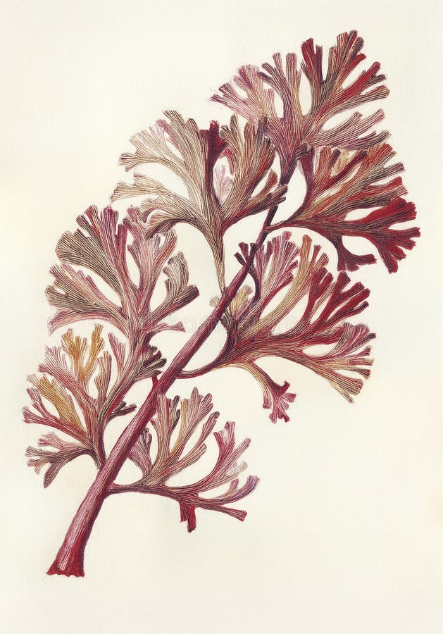 Illustration of Medicinal Plant Chondrus Crispus. Illustration of ...