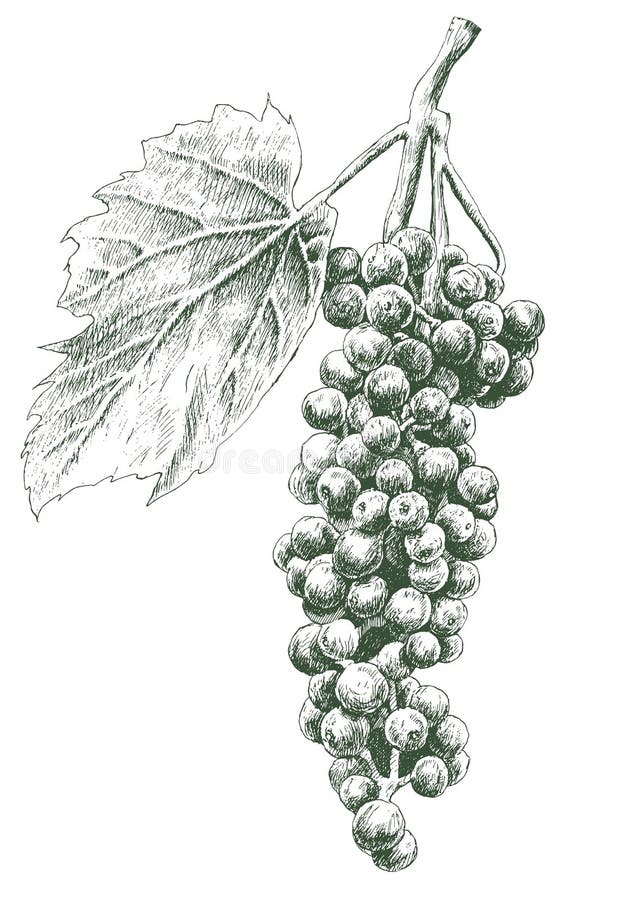 Satz Nahtlose Verzierungen Mit Reben Von Trauben Vektor Abbildung ...