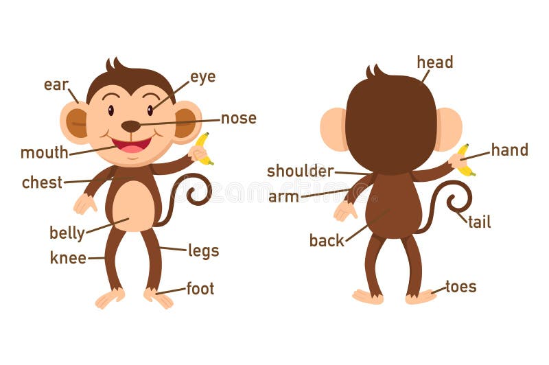 Illustration of Monkey Vocabulary Part of Body Stock Vector ...