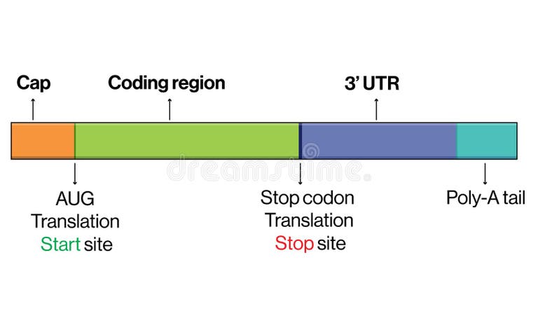 Mrna Molecule Stock Illustrations – 228 Mrna Molecule Stock ...