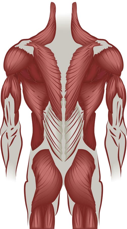 Illustration Muscles the Back Stock Vector - Illustration of fitness ...