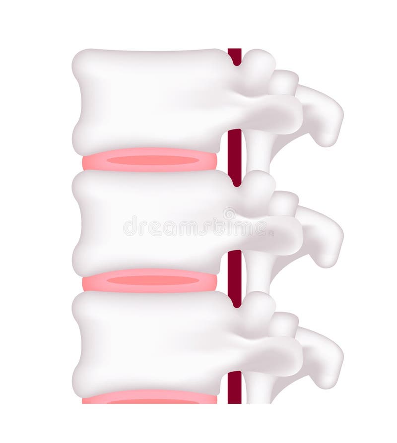 Illustration of Normal Disc Stock Vector - Illustration of lumbar ...