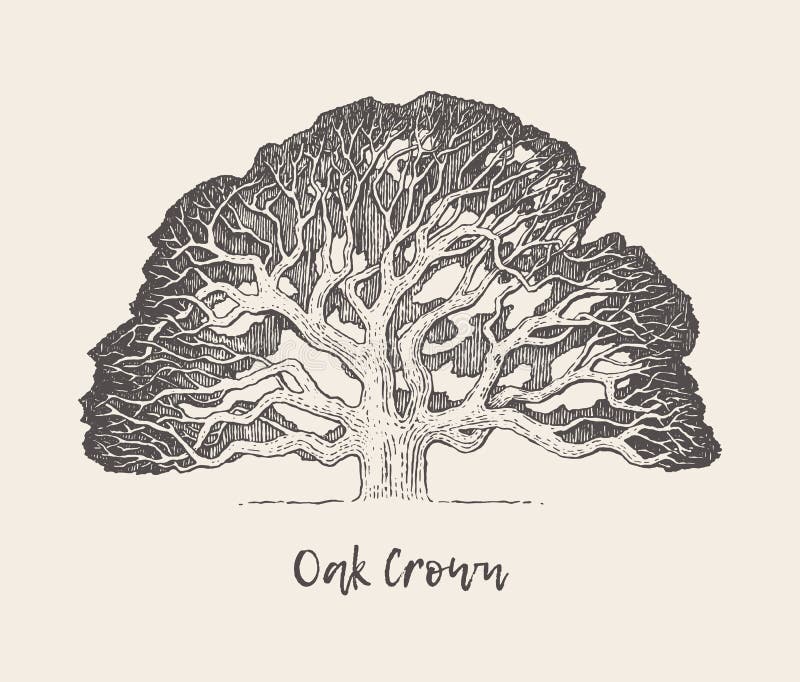 Old Oak Tree Hand Drawn Engraved Style, Vector Stock Vector ...