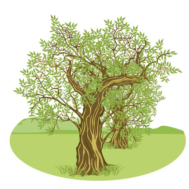 Old olive tree stock vector. Illustration of colour, tree - 41989633