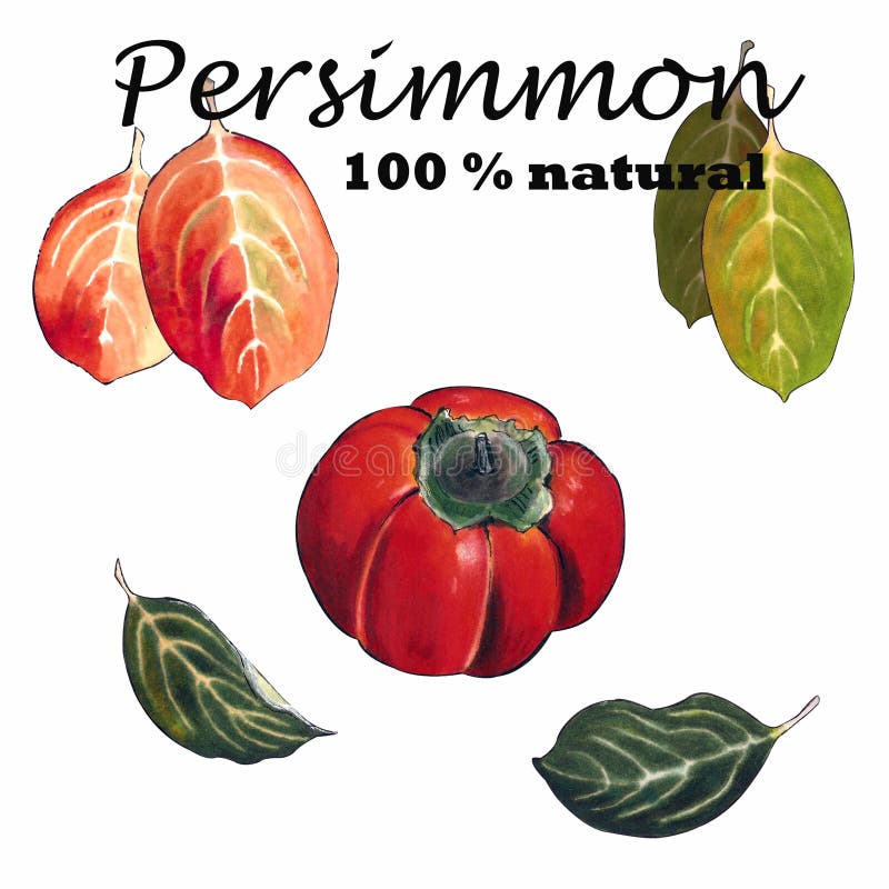 Illustration Orange Persimmon with Leaves. Drawing Markers Stock ...