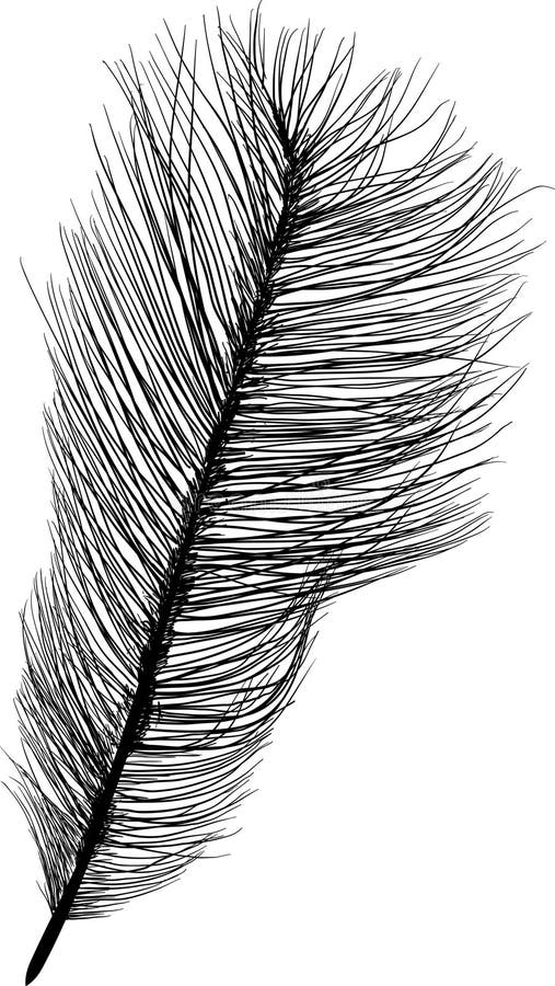 Ostrich Feather Clipart Image