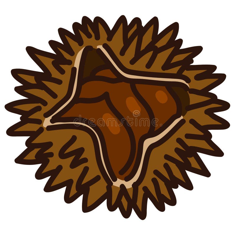 Illustration of Outlined Chestnut in Its Burr Stock Vector ...