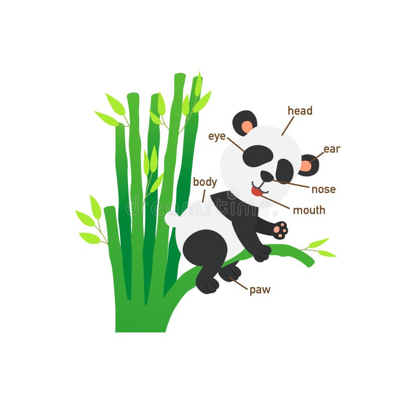 Panda Vocabulary Part of Body.vector Stock Vector - Illustration of ...