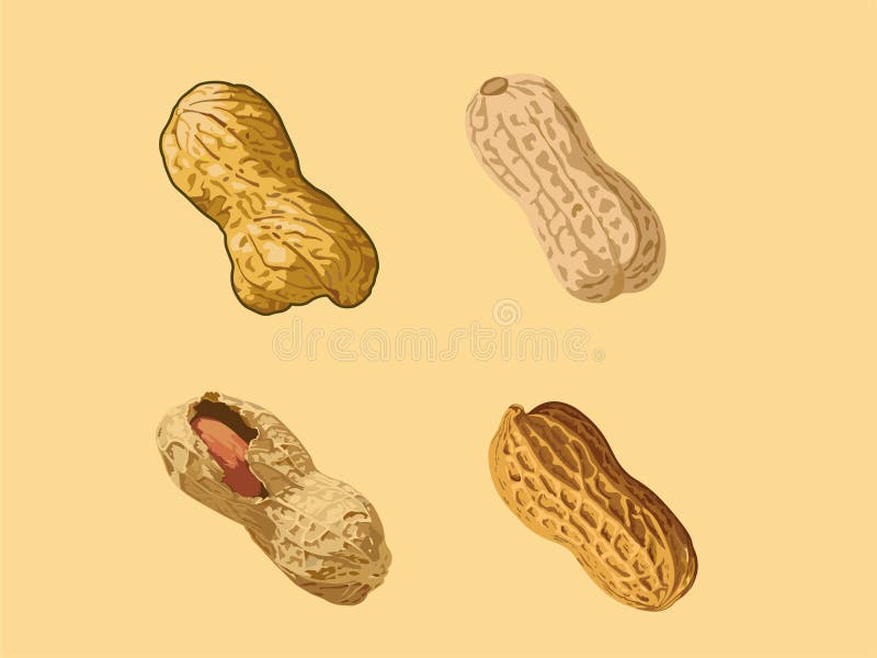Nutty Delight - Illustration of Peanut Stock Vector - Illustration of ...