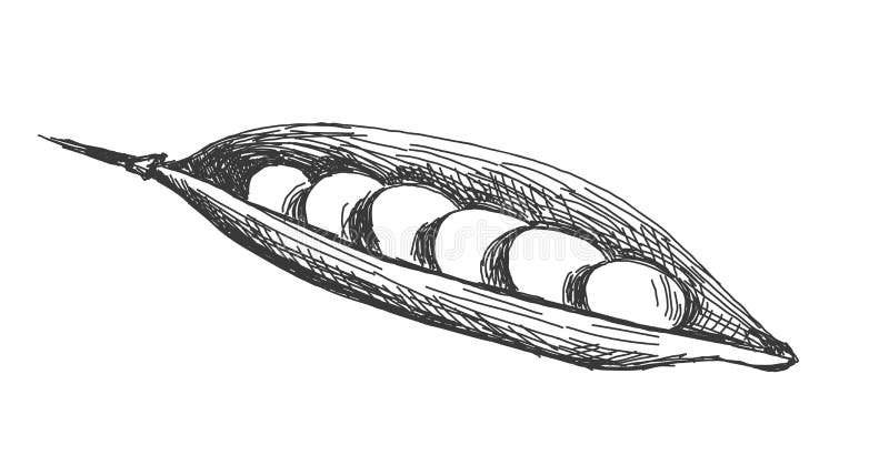 Illustration of Peas Pod Line Art, Isolated on White Background Stock ...