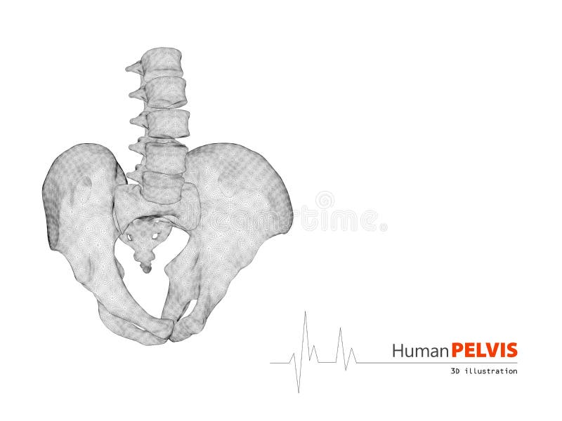 Pelvis Logo Stock Illustrations – 964 Pelvis Logo Stock Illustrations ...