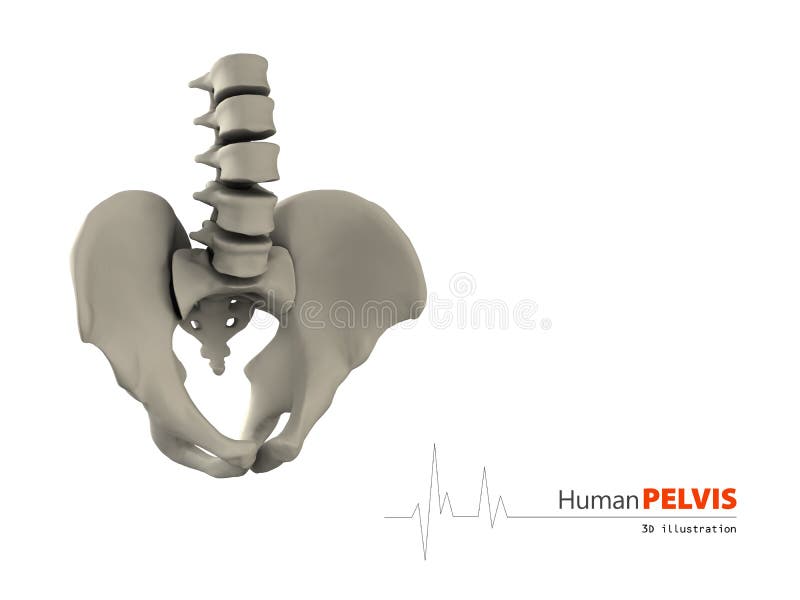 Illustration of Pelvis Abstract Scientific Background Stock ...