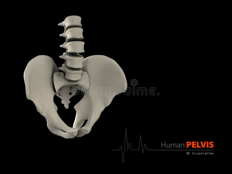 Illustration of Pelvis Abstract Scientific Background Stock ...
