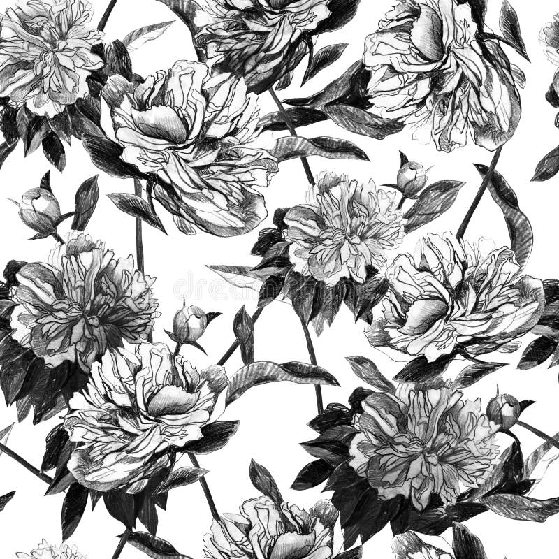 Illustration, Pencil. Peony Flower Pattern. Freehand Drawing of Flowers ...