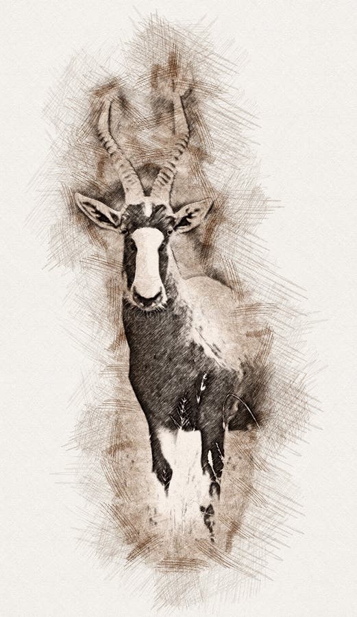 Illustration Pencil Sketch of Front View of Blesbuck Stock Illustration ...