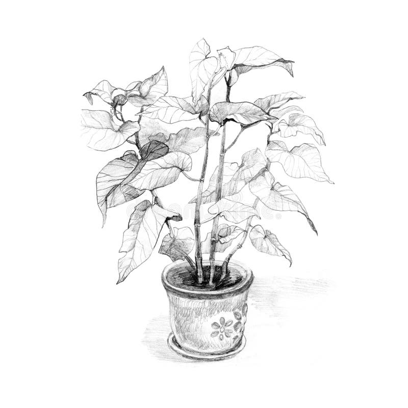 Illustration Pencil Sketch with Home Flower in Flower Pot Stock ...