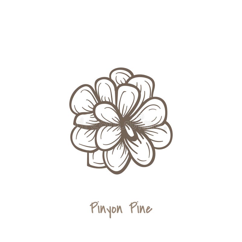 Pinyon Pine Stock Illustrations – 130 Pinyon Pine Stock Illustrations ...