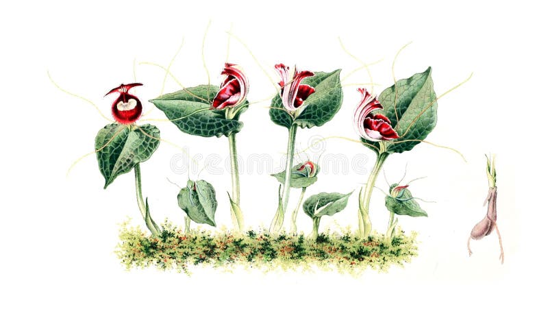 Illustration of a plant. stock illustration. Illustration of impatiens ...