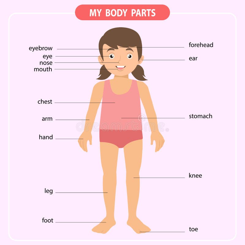 Illustration Poster of the Parts of the Body -vector Format Also ...