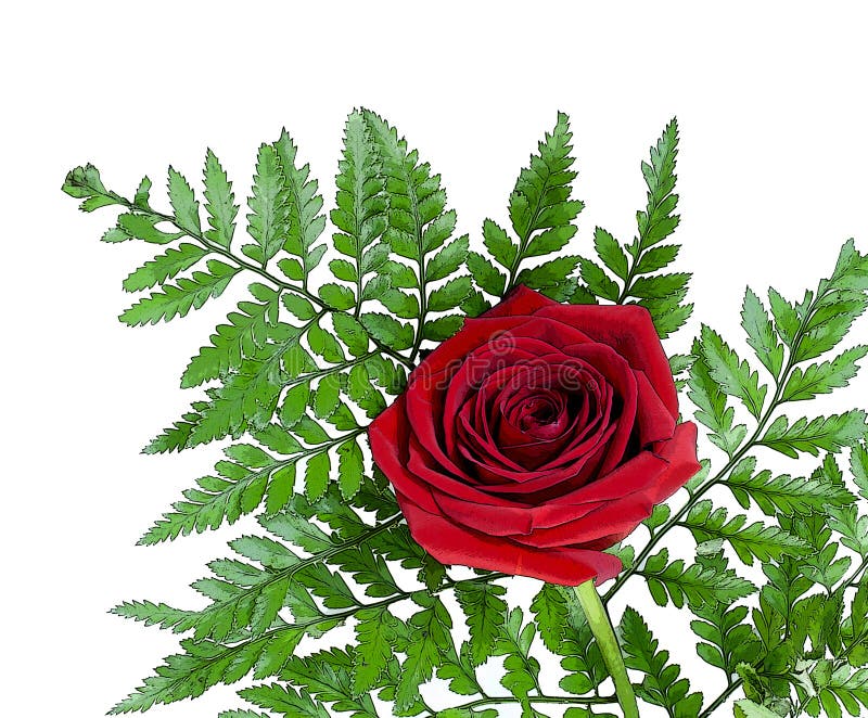 Illustration of Posturized Red Rose with Fern Stock Illustration ...