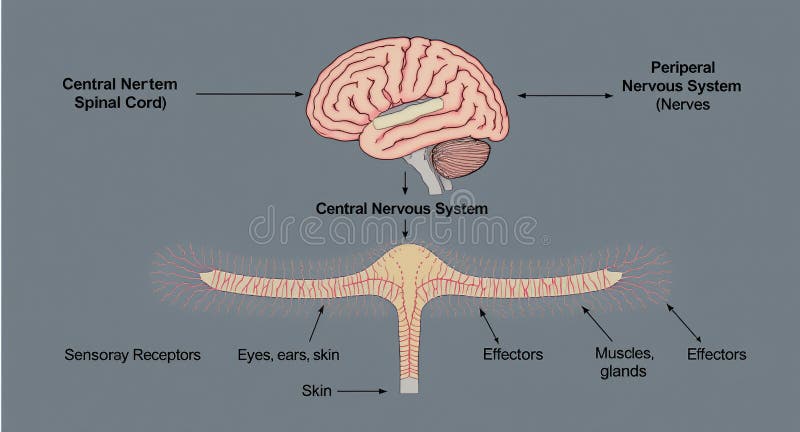 128 Peripheral Central Nervous System Divisions Stock Photos - Free ...