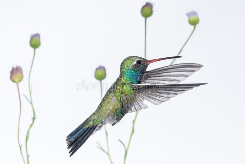 Illustration of a Pretty Small Hummingbird with Flowers on the White ...