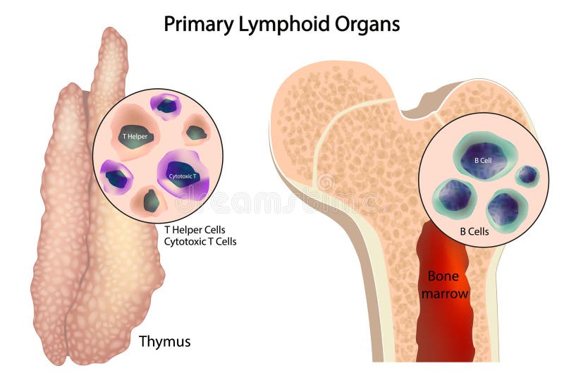 Illustration of Primary Lymphoid Organs Thymus and Bone Marrow. T Cell and B Cell Development in ...