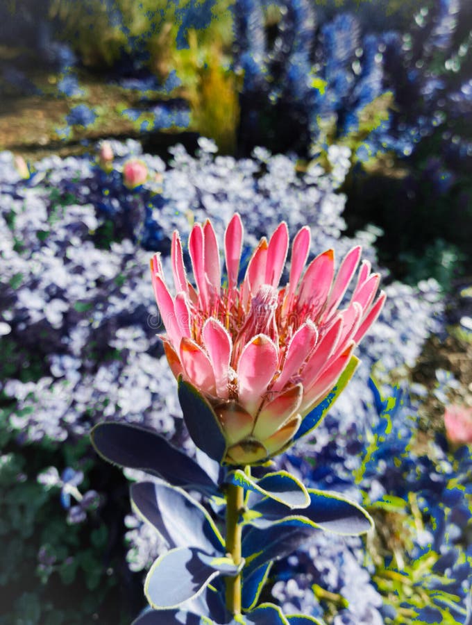 365 Protea Illustration Stock Photos - Free & Royalty-Free Stock Photos ...