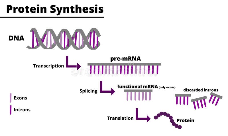 Illustration of the Protein Synthesis Process Stock Vector ...