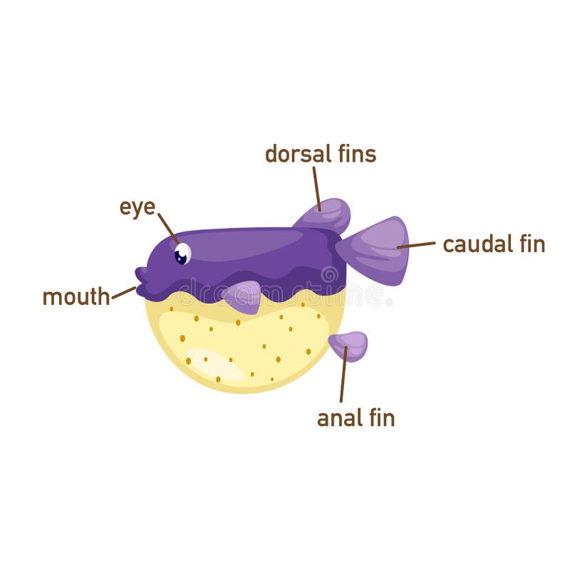 X-ray Fish Vocabulary Part of Body Vector Stock Vector - Illustration ...