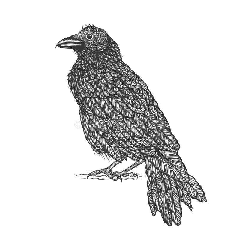Illustration of Raven Line Art Style. Vector Illustration of Crow Hand ...