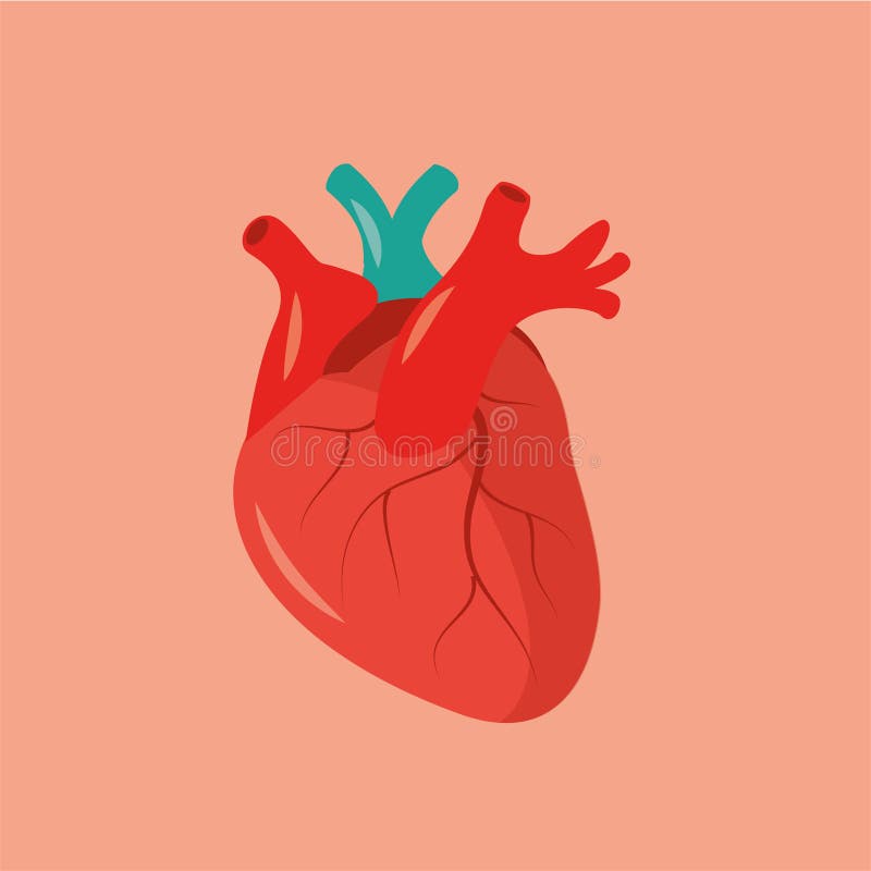 Illustration of Real Human Heart Stock Illustration - Illustration of ...