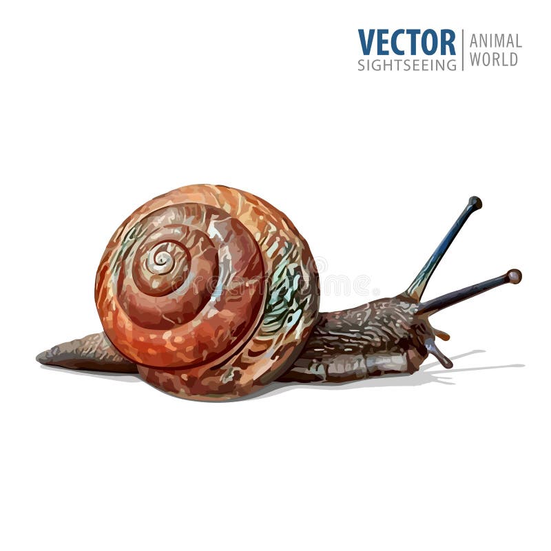 Snail (vector clip-art) stock vector. Illustration of clip - 3279567