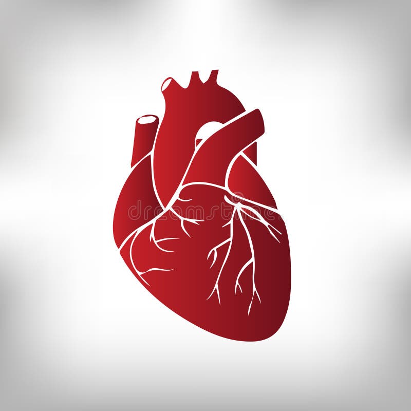Illustration of a Realistic Heart, Gradient Illustration on a Medical ...