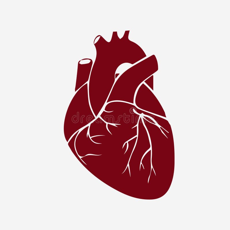 Illustration of Realistic Heart Stock Vector - Illustration of medicine ...