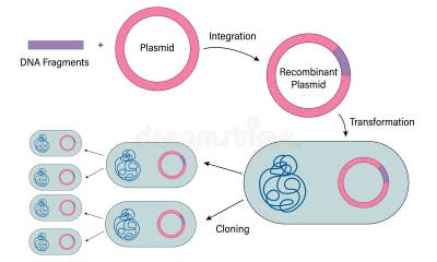 Illustration of Recombinant DNA Technology on White Background ...