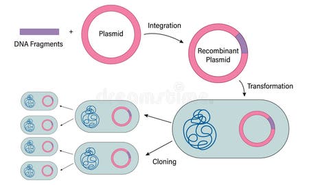 Illustration of Recombinant DNA Technology on White Background ...